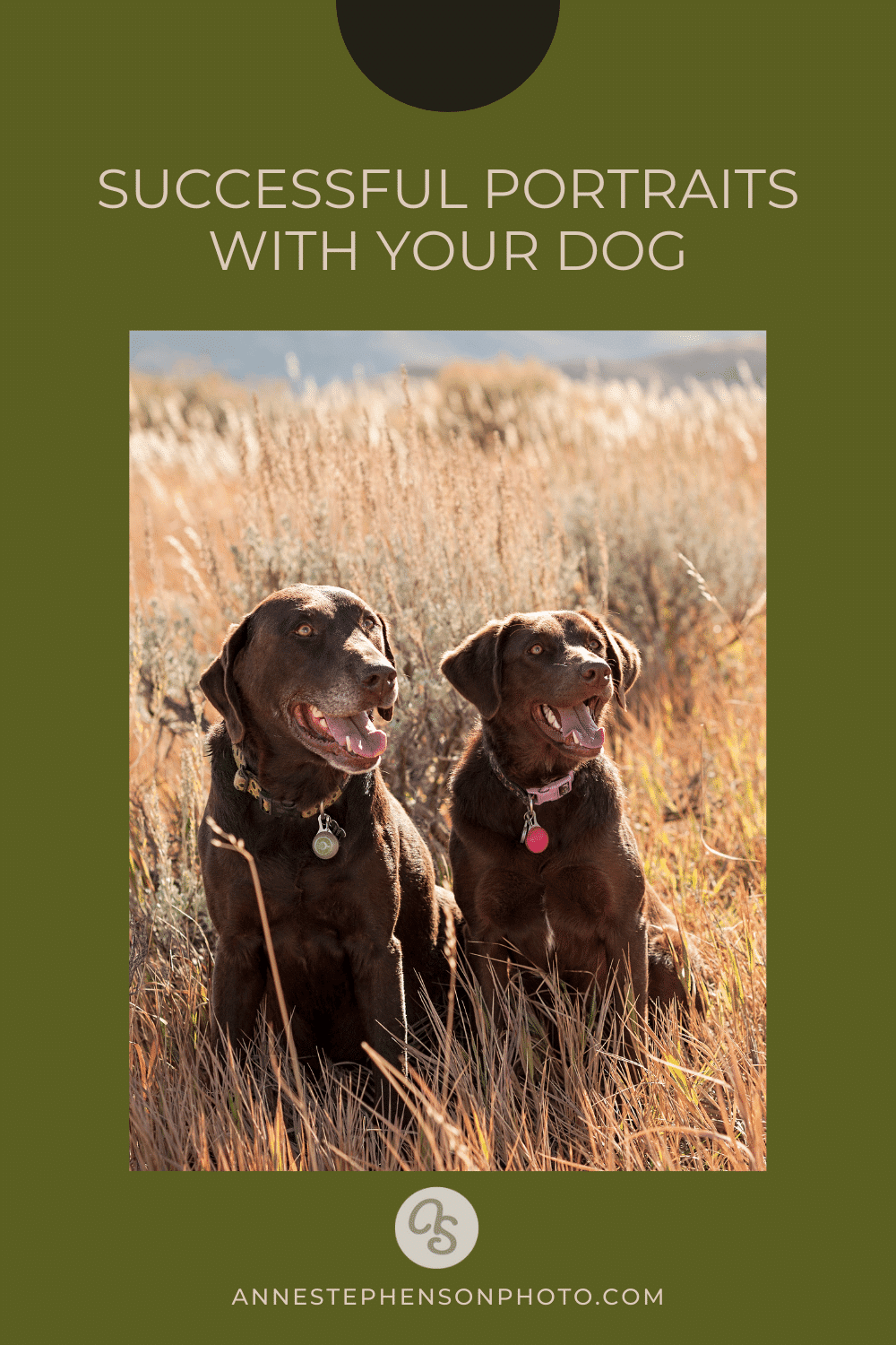 Family Portraits with Dogs - 10 Tips